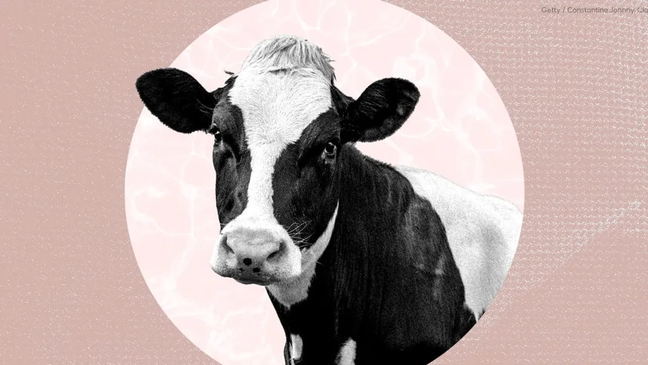 Beef Tallow in Skincare: TikTok Trend vs. Scientific Scrutiny