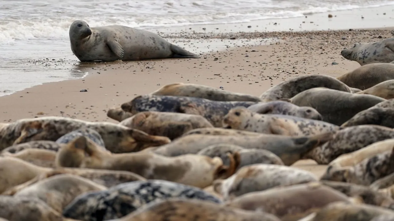 Lincolnshire Seal Death Spotlights Marine Plastic Peril, Urges Coastal ...