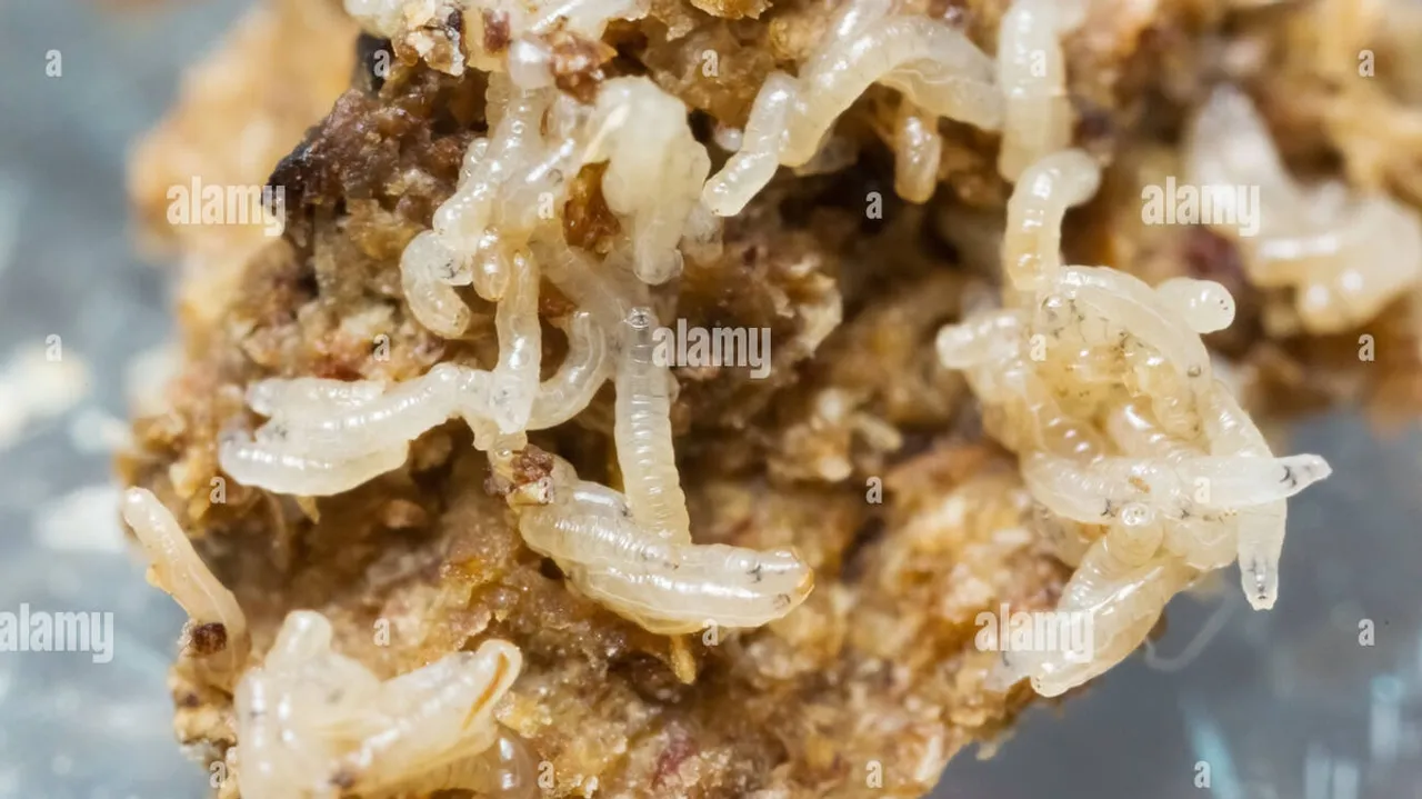 Worm-Infested Food Rations: A Disturbing Reality for Disabled Children ...