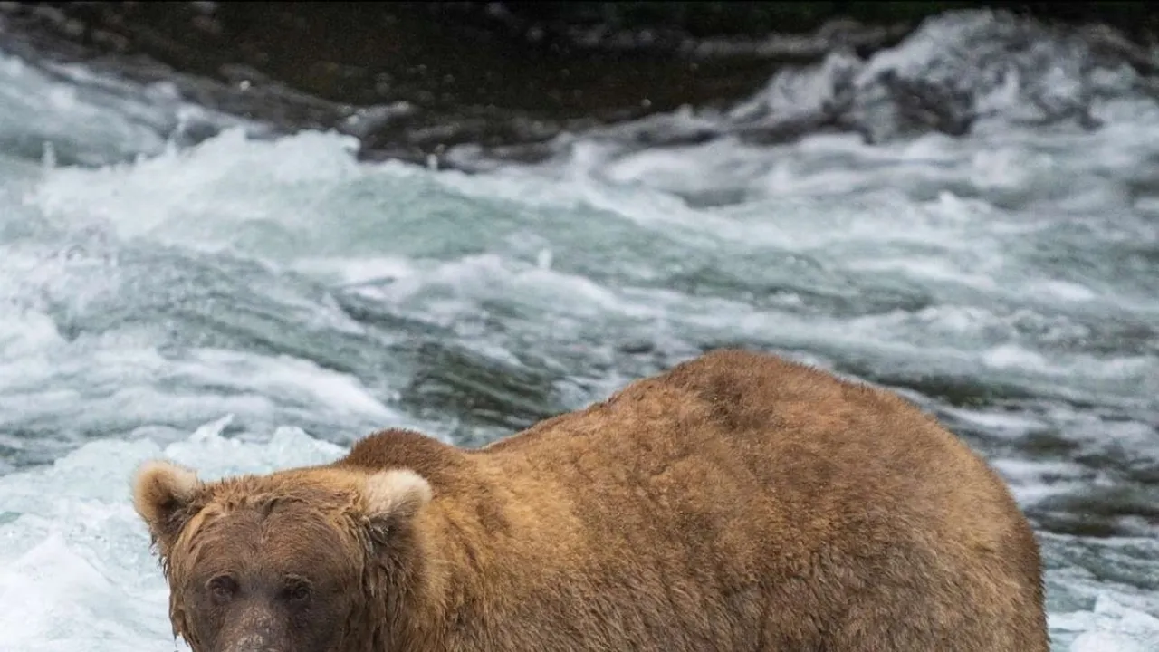 First-Time Winner Crowned in Fat Bear Week at Alaska's Katmai National Park