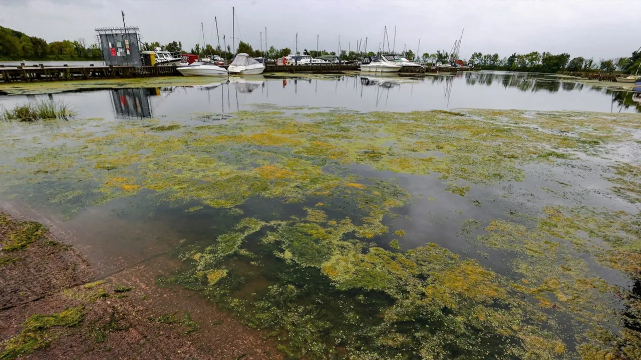 Alarming Algae Bloom Threatens Ireland's Largest Freshwater Lake