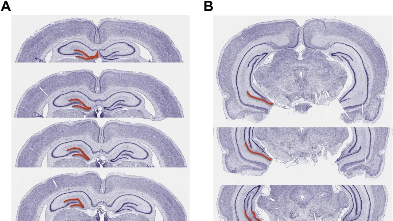 Early Life Stress Can Damage Brain Genes More Than Head Injuries