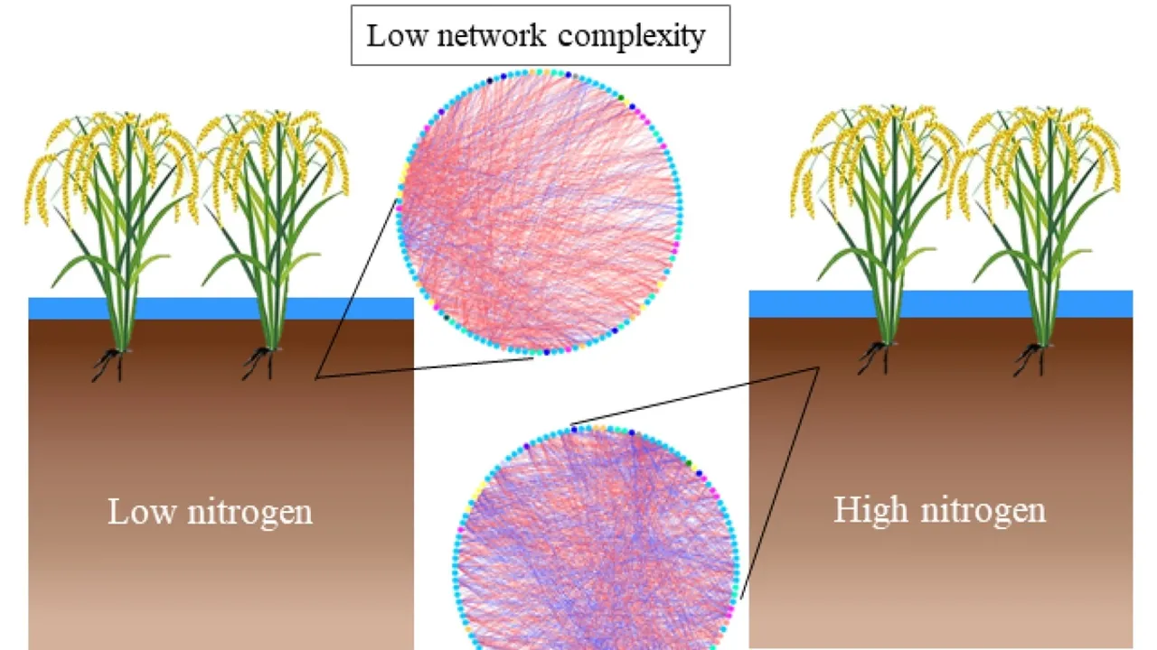 Nitrogen Fertilization Shaping Microbial Networks In Paddy Fields