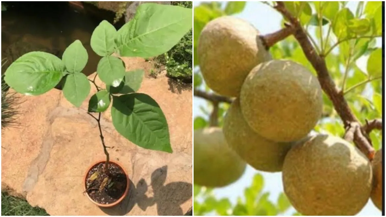 Bilva tree like the green crown of Lord Shiva also gives oxygen and ...