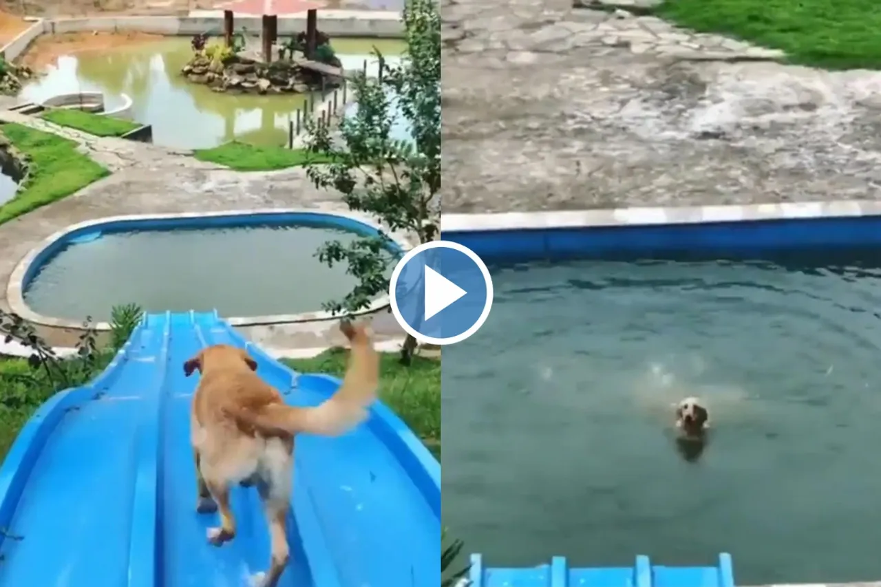 Viral Animal Video: A Dog was seen enjoying swimming with the slides ...
