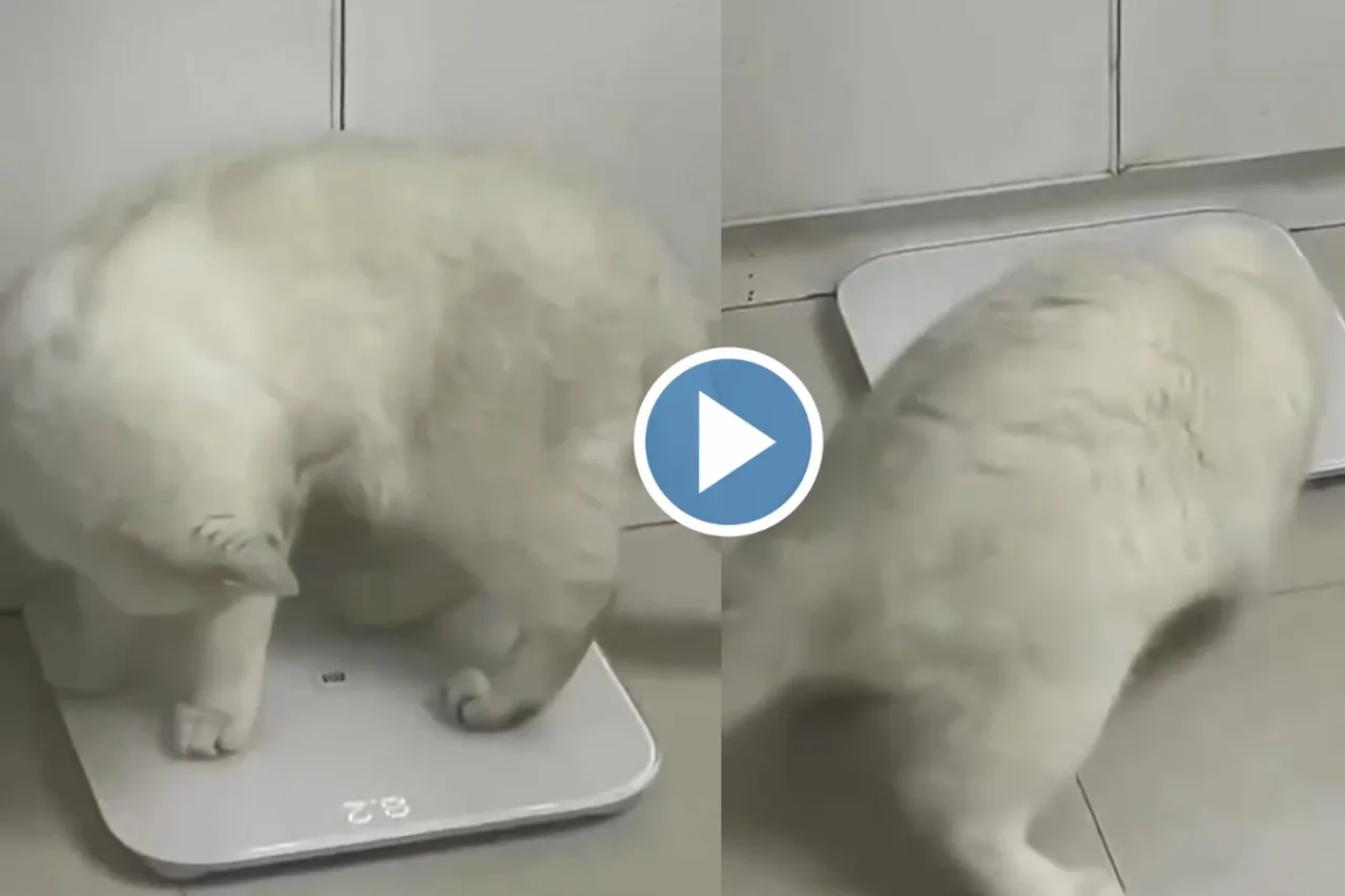 Viral video: Fitness & Weight Loss Goals! Watch how this cat reacts ...