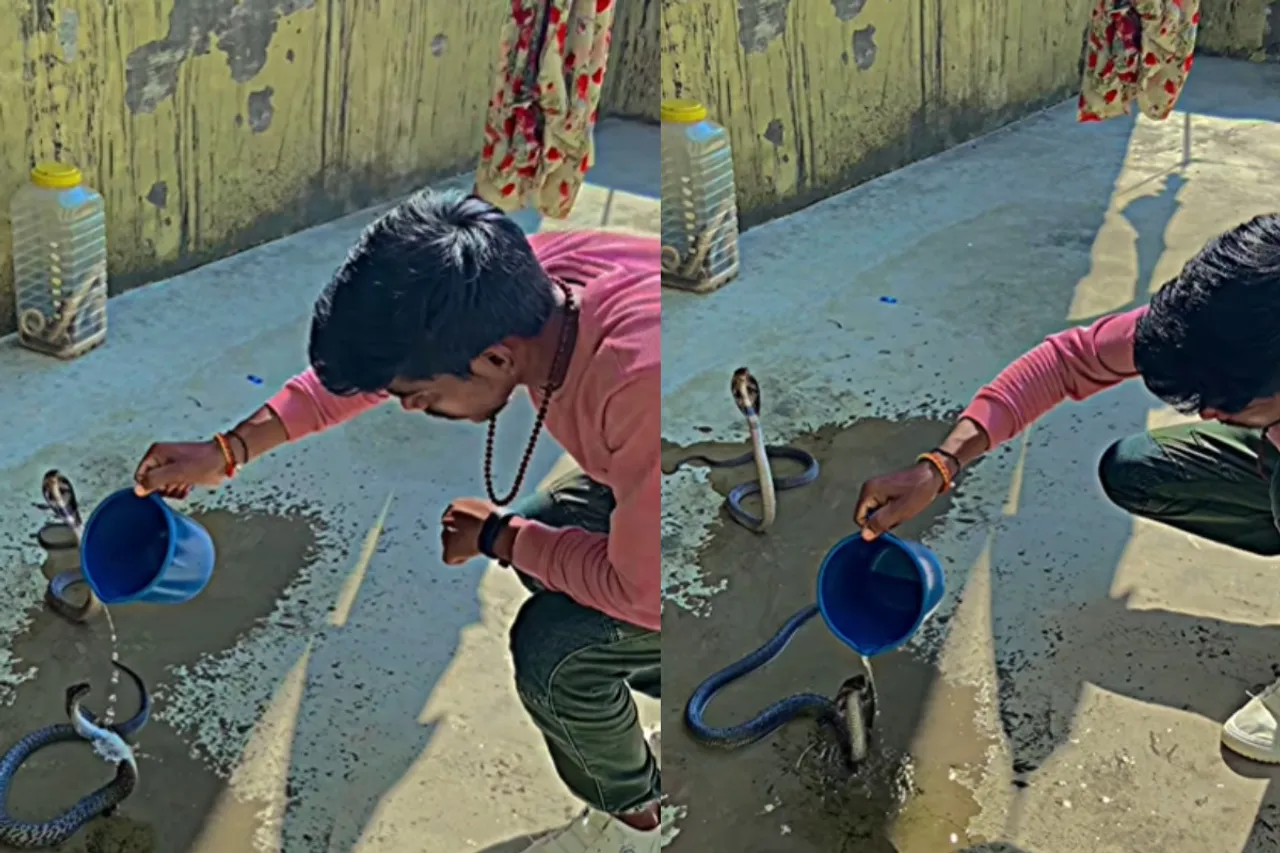 Animal viral video: Man fearlessly pours water on two Cobras during ...