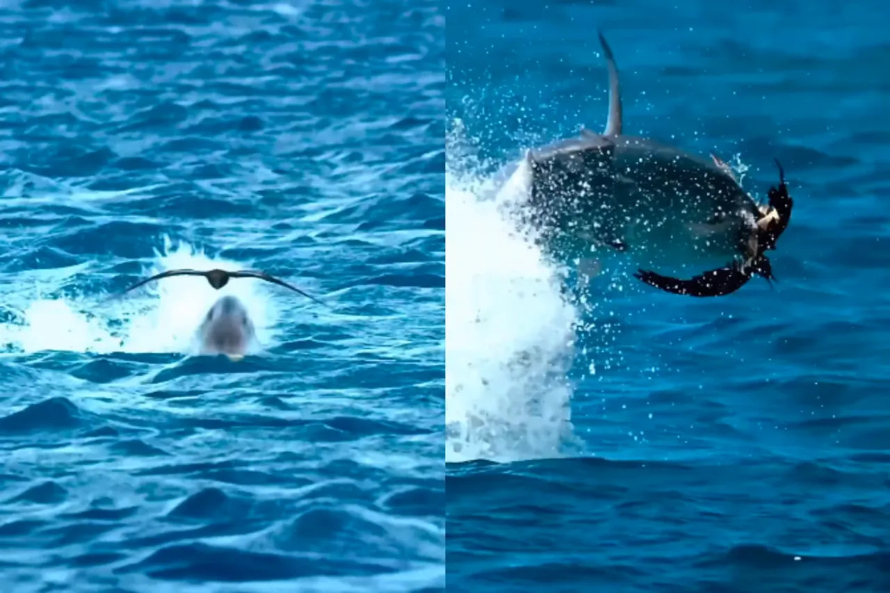 Animal Viral Video: Unbelievable underwater ambush as Fish takes down ...