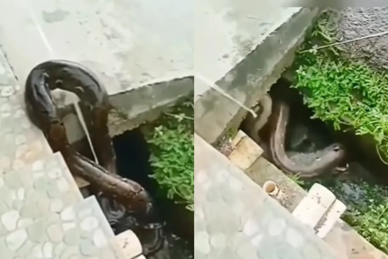 Viral animal video: Netizens shell-shocked as attempt to capture snake ...