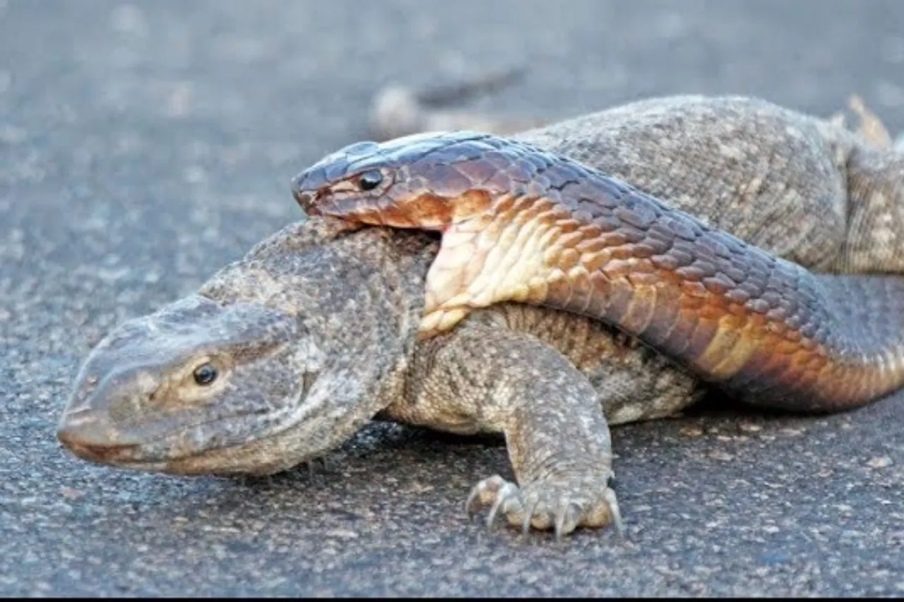 Animal Viral Video: A rare King Cobra and Monitor Lizard fight; Watch ...
