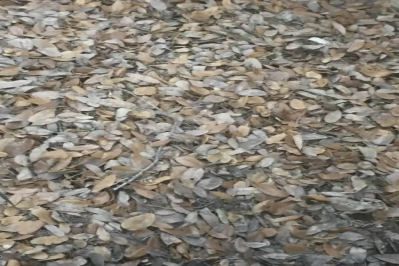 Optical Illusion: Can You Spot the Hidden Tiger in This Image in Less ...