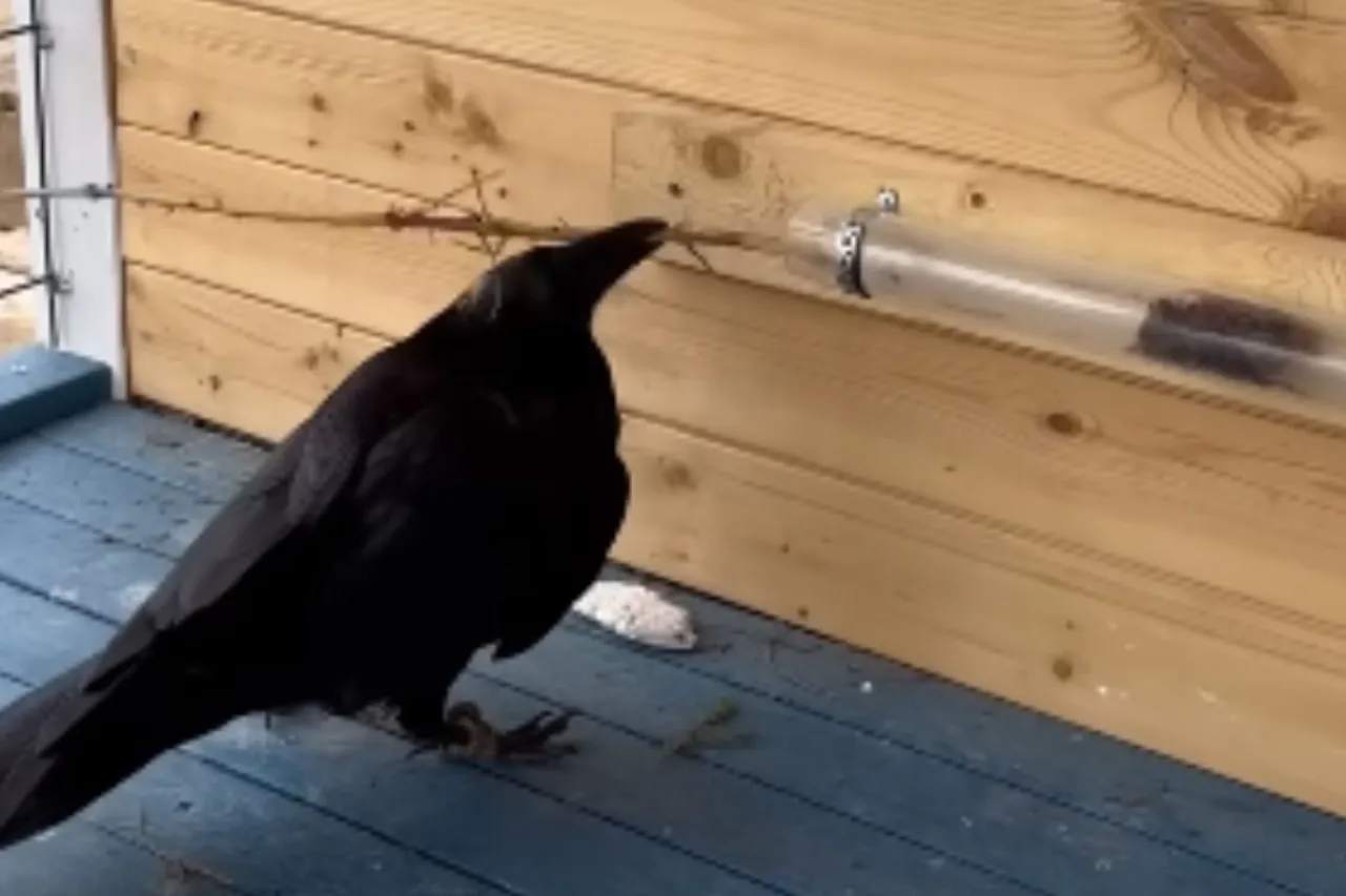 Animal Viral Video: Crow's Intelligence Impresses Netizens! Takes out a ...