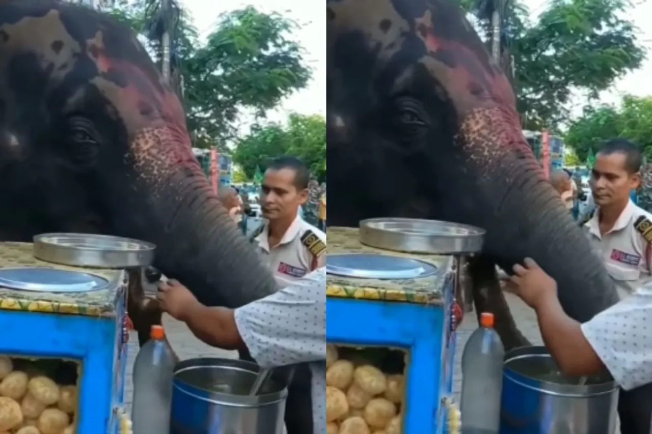 Animal Viral Video: Super Exciting, Elephant Turns 'Chatora!' Eats ...
