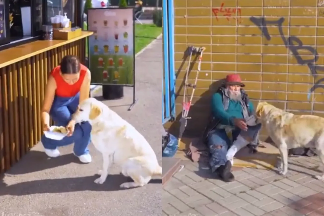 Animal Viral Video: Epitome of Kindness! Dog Brings Food For His Master ...