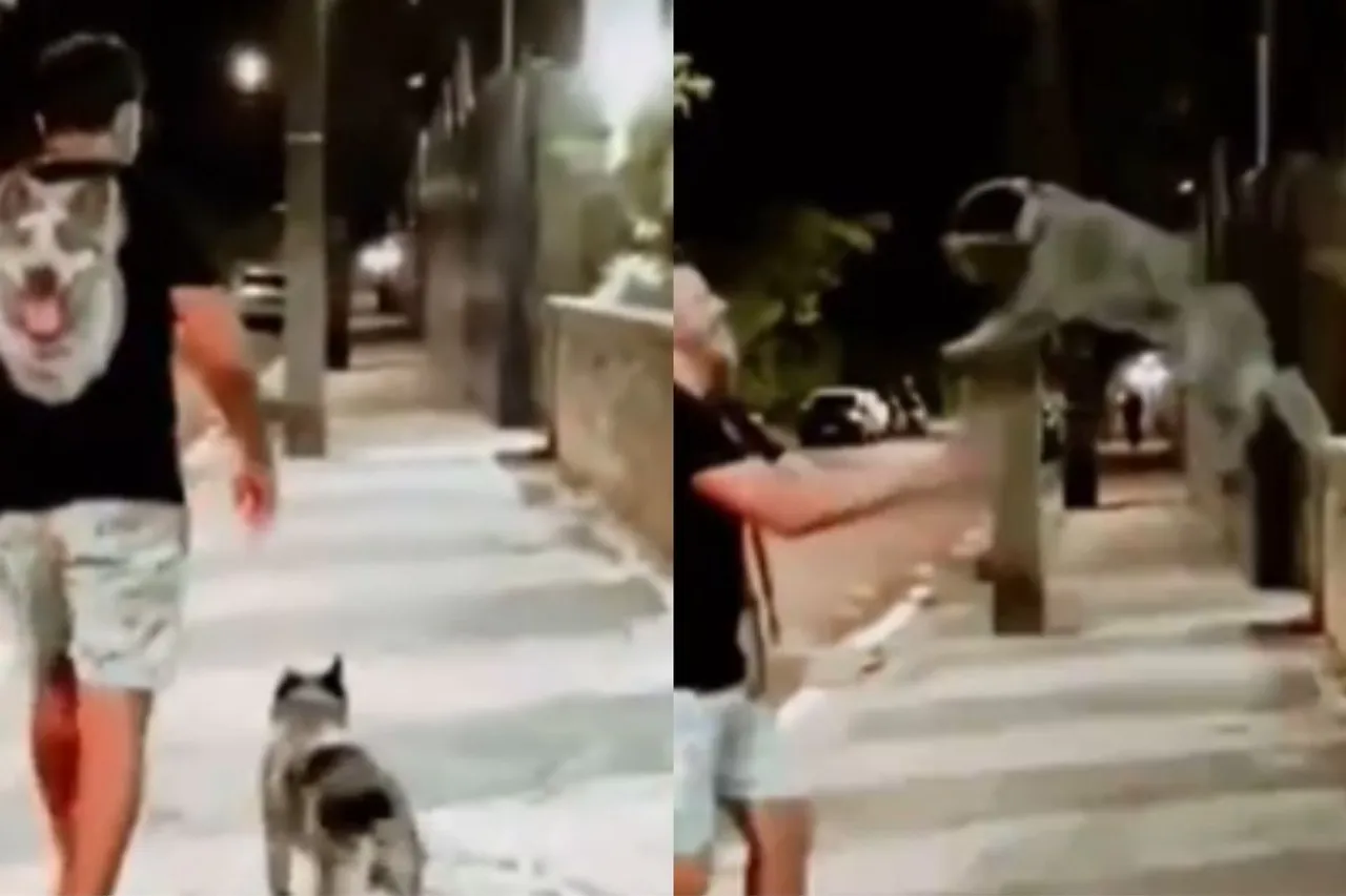 Animal Viral Video: Spectacular! Dog's Perfect Jump into Owner's Arms ...