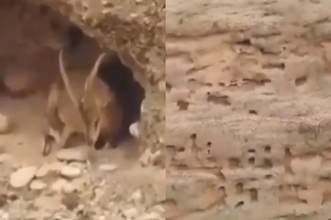 Animal Viral Video: Surprising! Goat's Resting Place on a Mountain Will ...