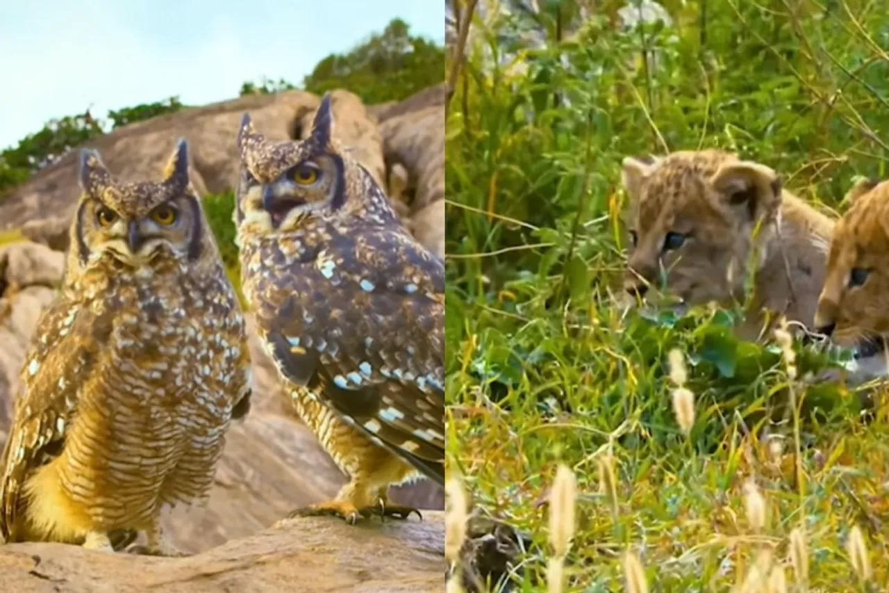 Animal Viral Video: Does Size Matter? Owl Attacks Lion to Save Friend ...