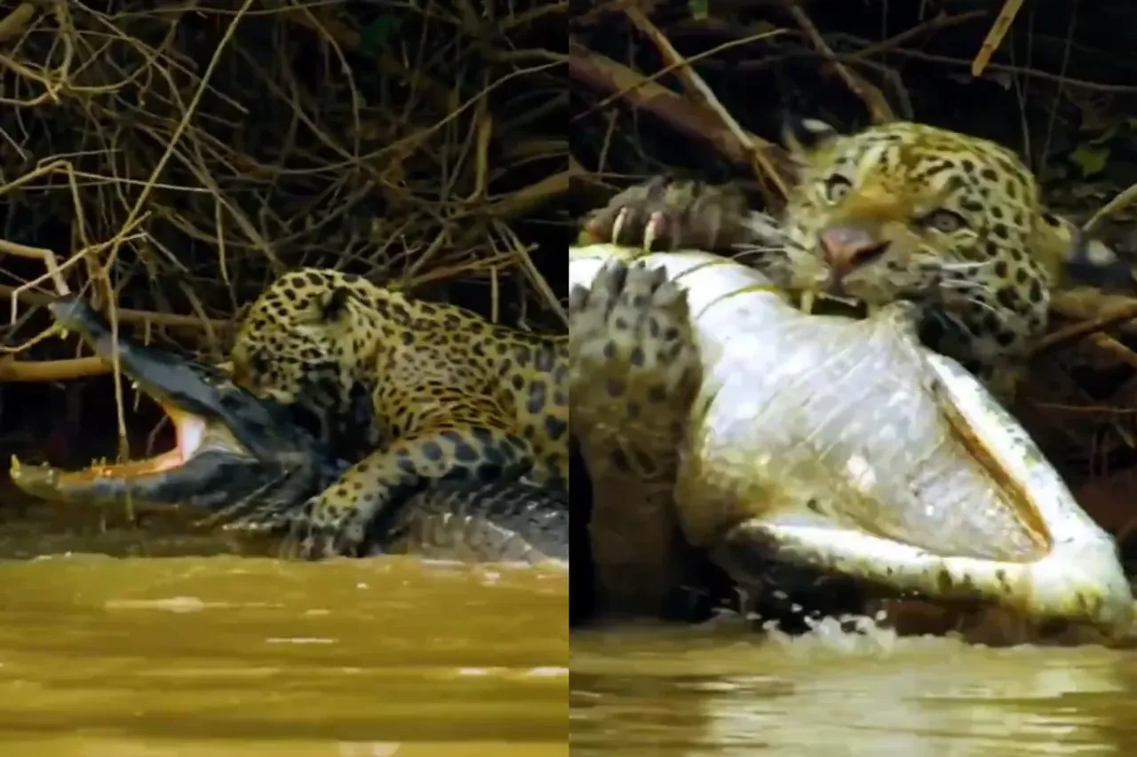 Animal Viral Video: Adhbudh! Jaguar vs Crocodile's Fierce Battle Caught ...
