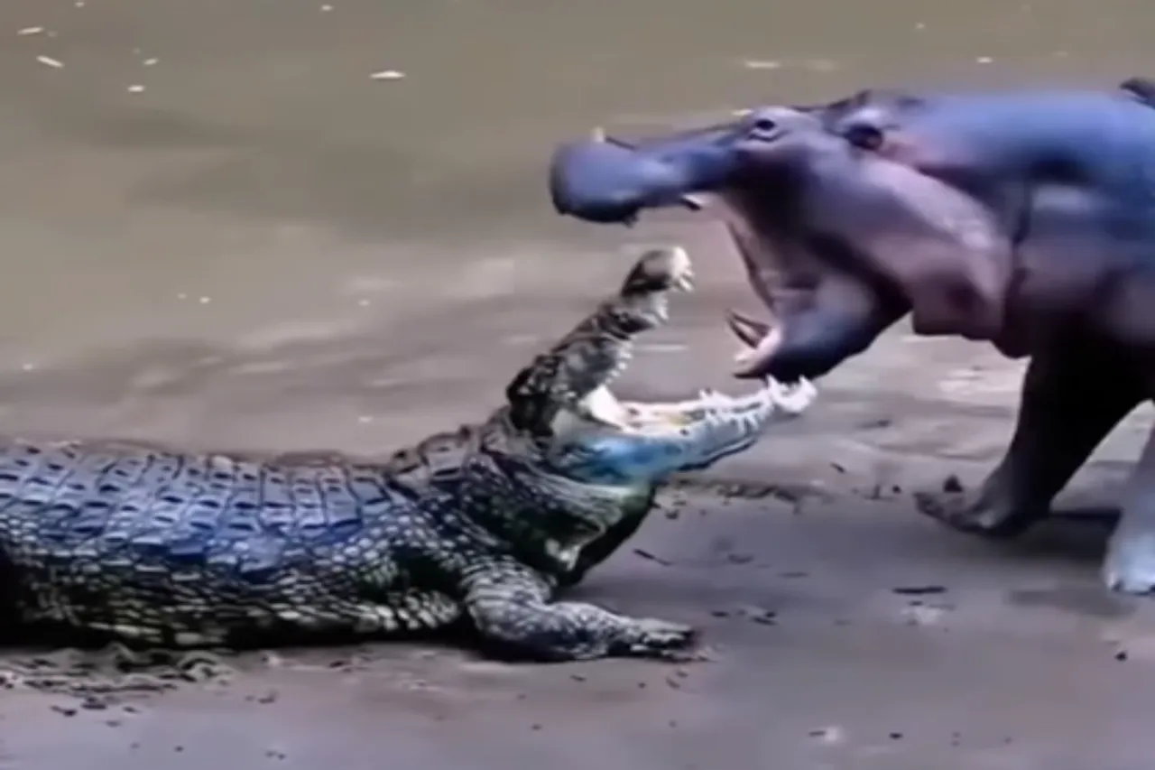 Animal Viral Video: Terrific! First Time Ever Hippo and Crocodile Face ...