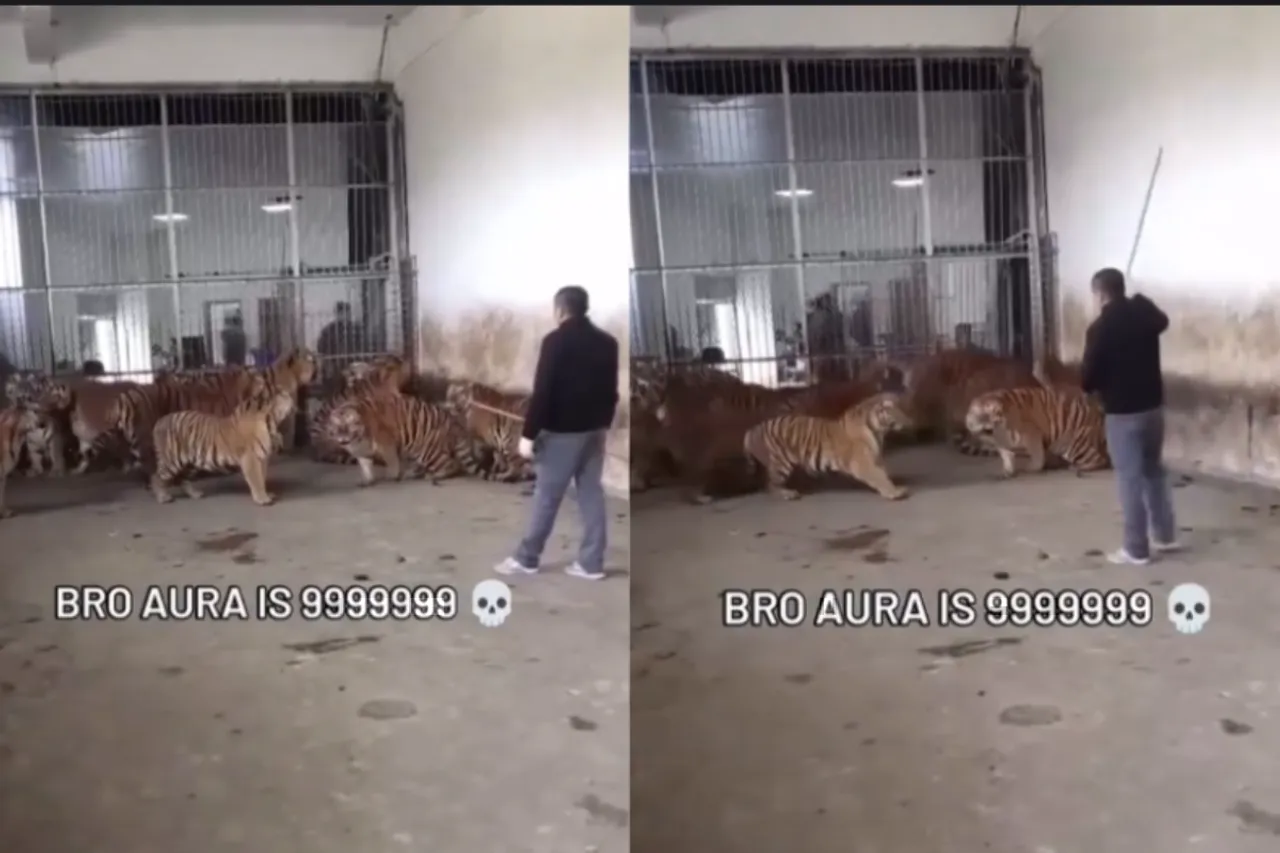 Animal Viral Video: Diler at Heart? Man Tackles Streak of Tigers With ...