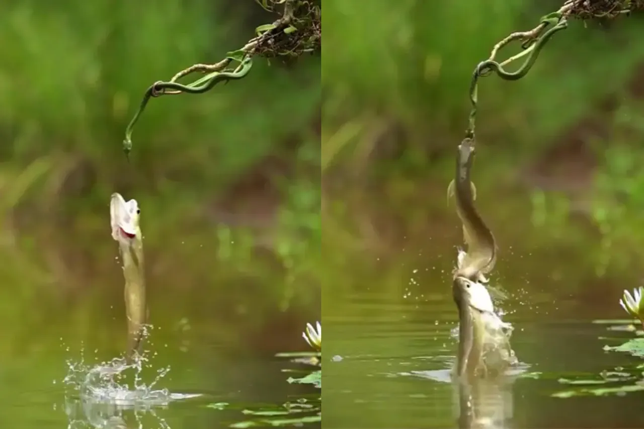 Animal Video: Rare Fish vs Snake Tug of War Visualised, Friend Comes to ...