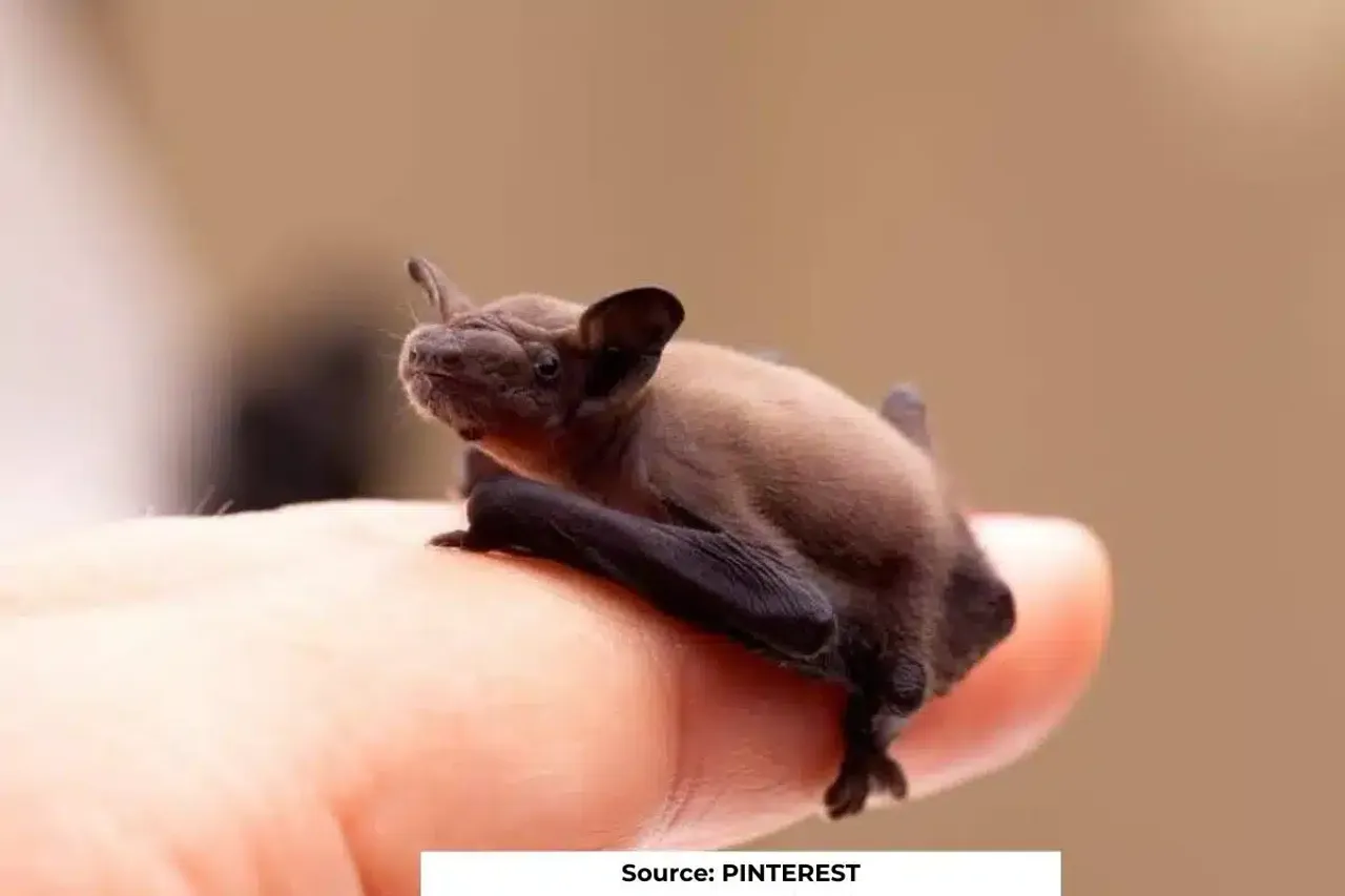 Meet World's Tiniest Mammal: The Bumblebee Bat