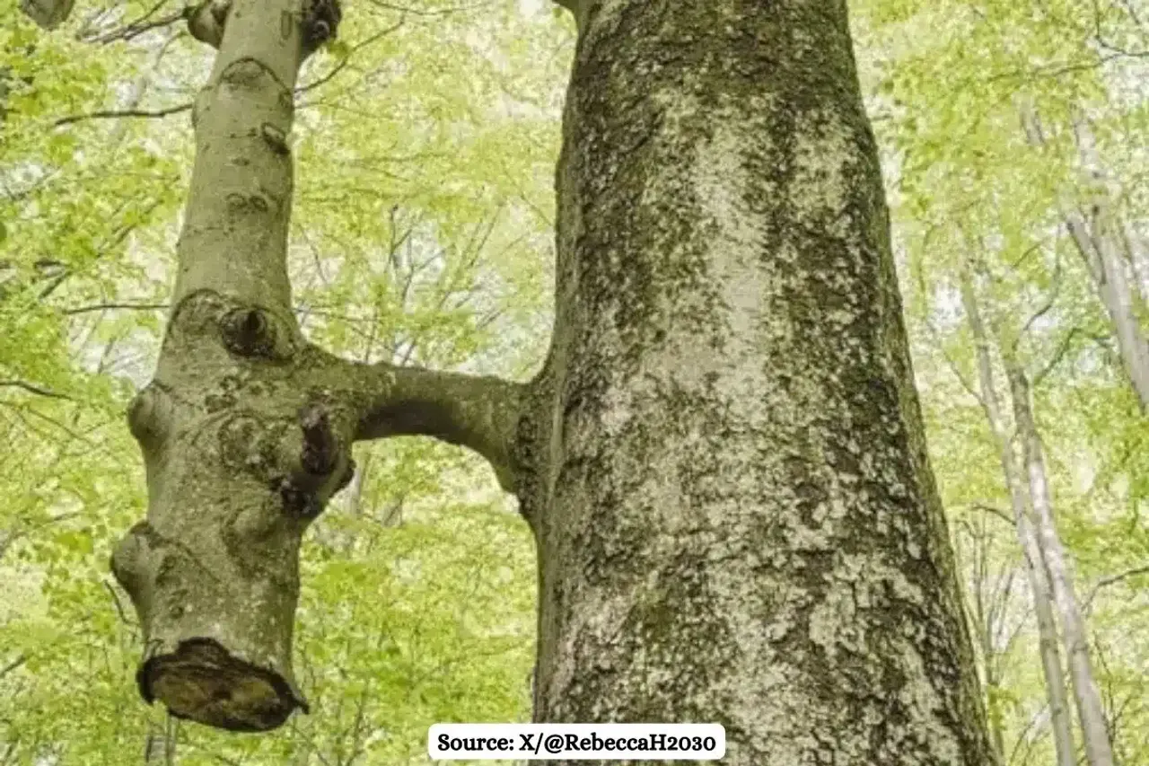 Inosculation process where two separate trees grow together