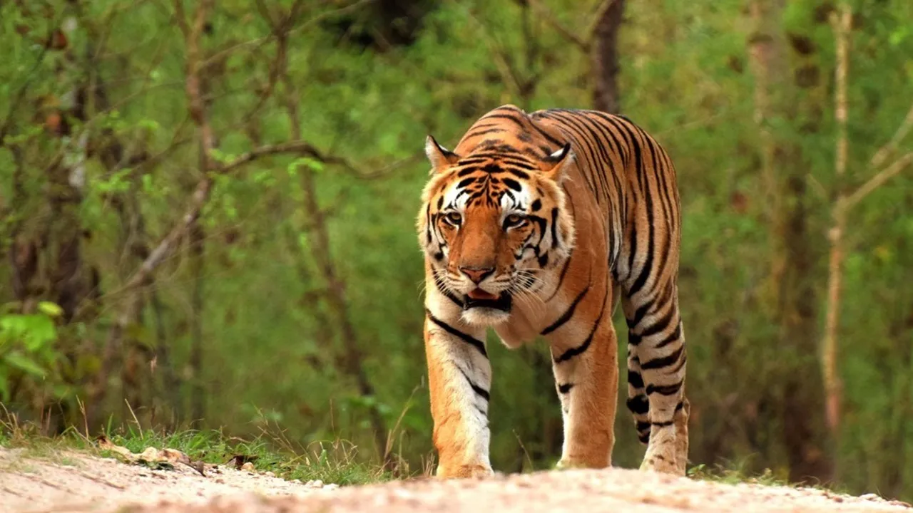 Jhargram News: 'বাঘ ঘুরছে, জঙ্গলের রাস্তা এড়িয়ে চলুন', ঝাড়গ্রামের ...