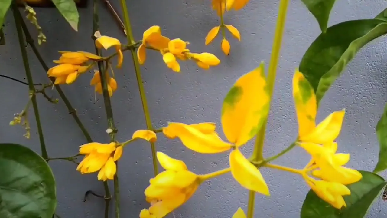 വർഷം മുഴുവൻ കണികണ്ടുണരാൻ ഗോൾഡൻ കാസ്കേഡ് പൂപ്പന്തൽ