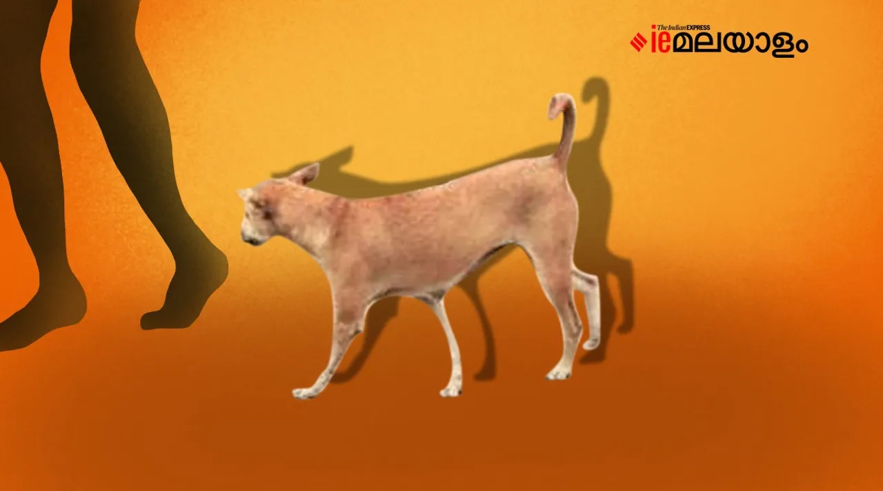 സംസ്ഥാനത്ത് പേവിഷബാധ മരണം കൂടുന്നു; കാരണമെന്ത്?