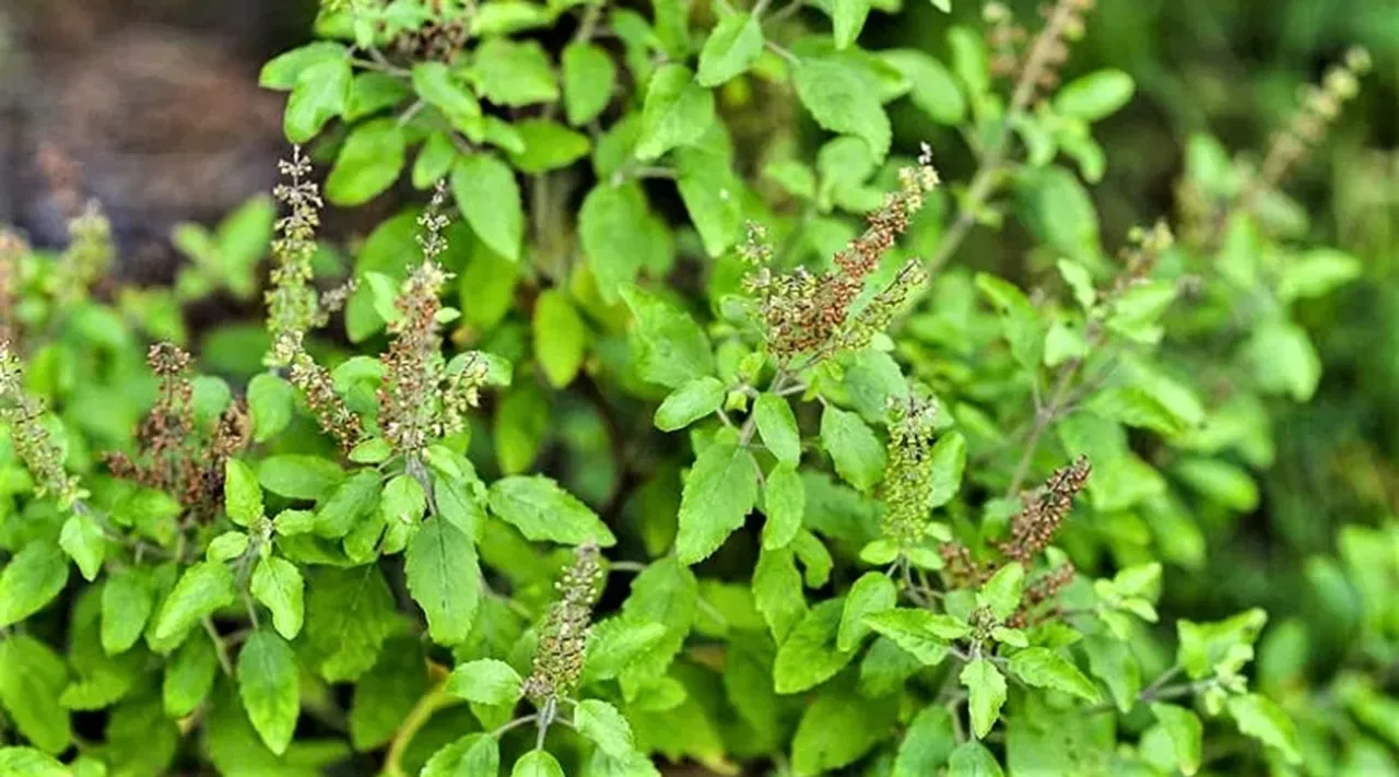തുളസിയില കഴിക്കാറുണ്ടോ? ഈ ദോഷവശങ്ങള്‍ കൂടി അറിഞ്ഞിരിക്കുക