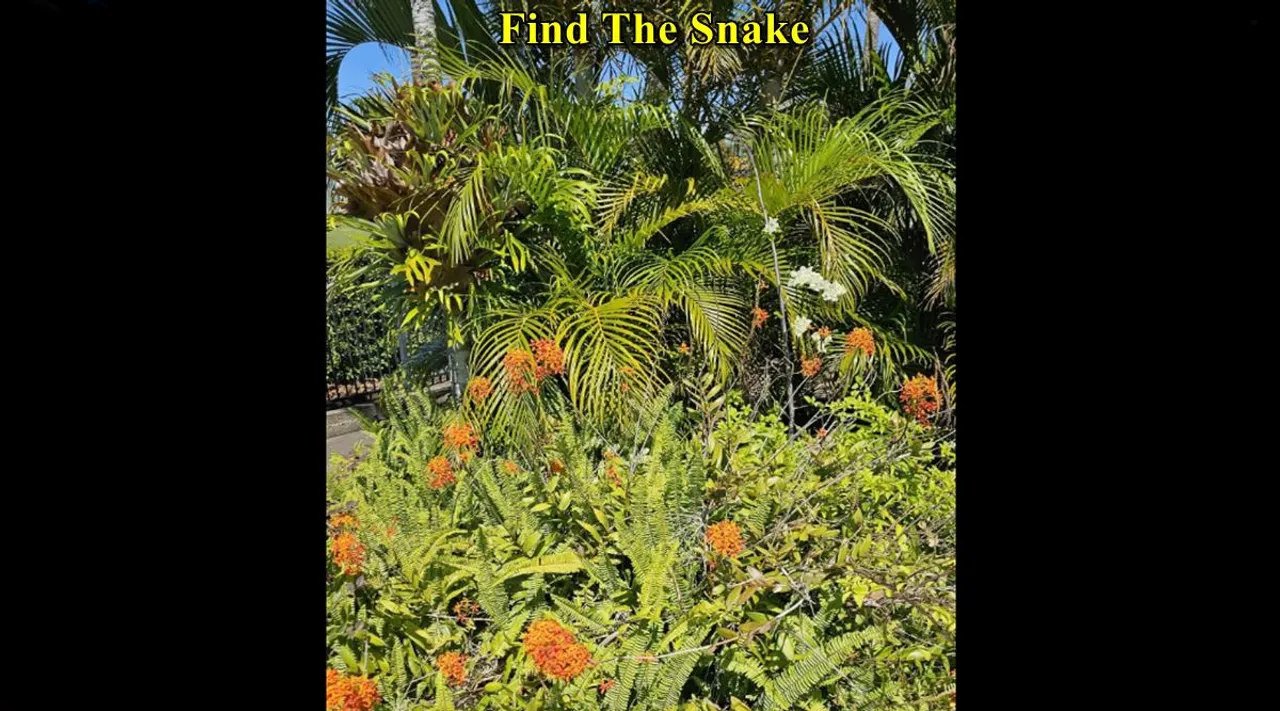 ஜீனியஸ்களுக்கான சவால்: மரம், செடி, புதரில் மறைந்திருக்கும் பாம்பு... 10 ...