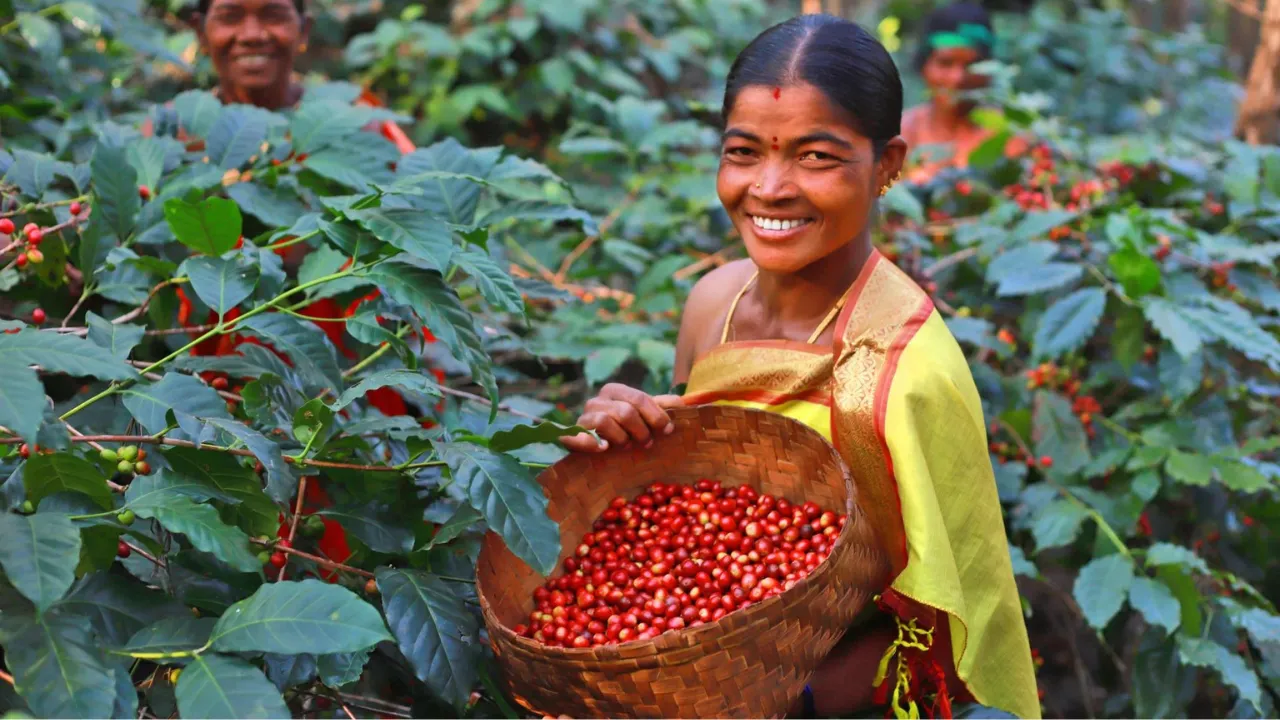 How Araku Coffee from Andhra Pradesh has Boosted Tribal Families’ Income