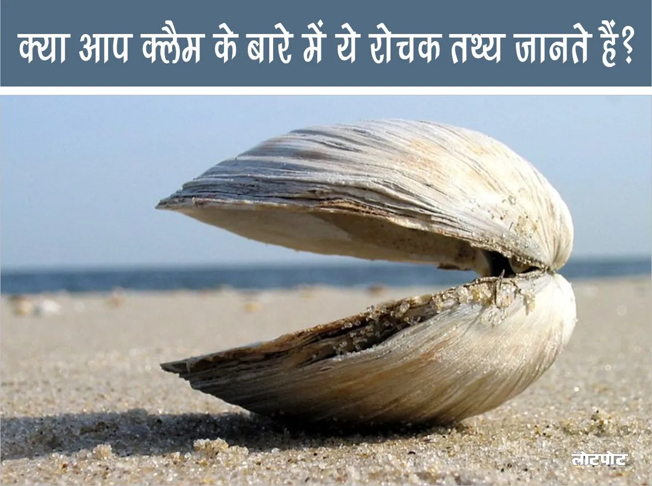 क्या आप क्लैम सुमुद्री जीव बारे में ये रोचक तथ्य जानते हैं?