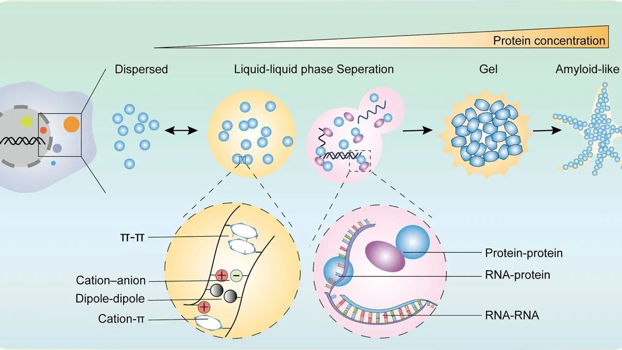 Revolutionizing Cellular Biology The Pivotal Role Of Phase Separation In Health And Disease