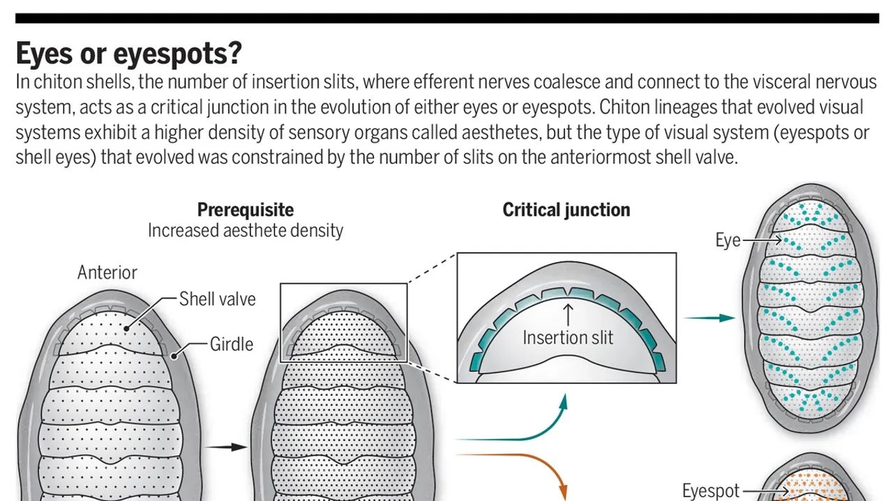 Eyes in Armor: How Chitons' Vision Evolved in a Sea of Possibilities