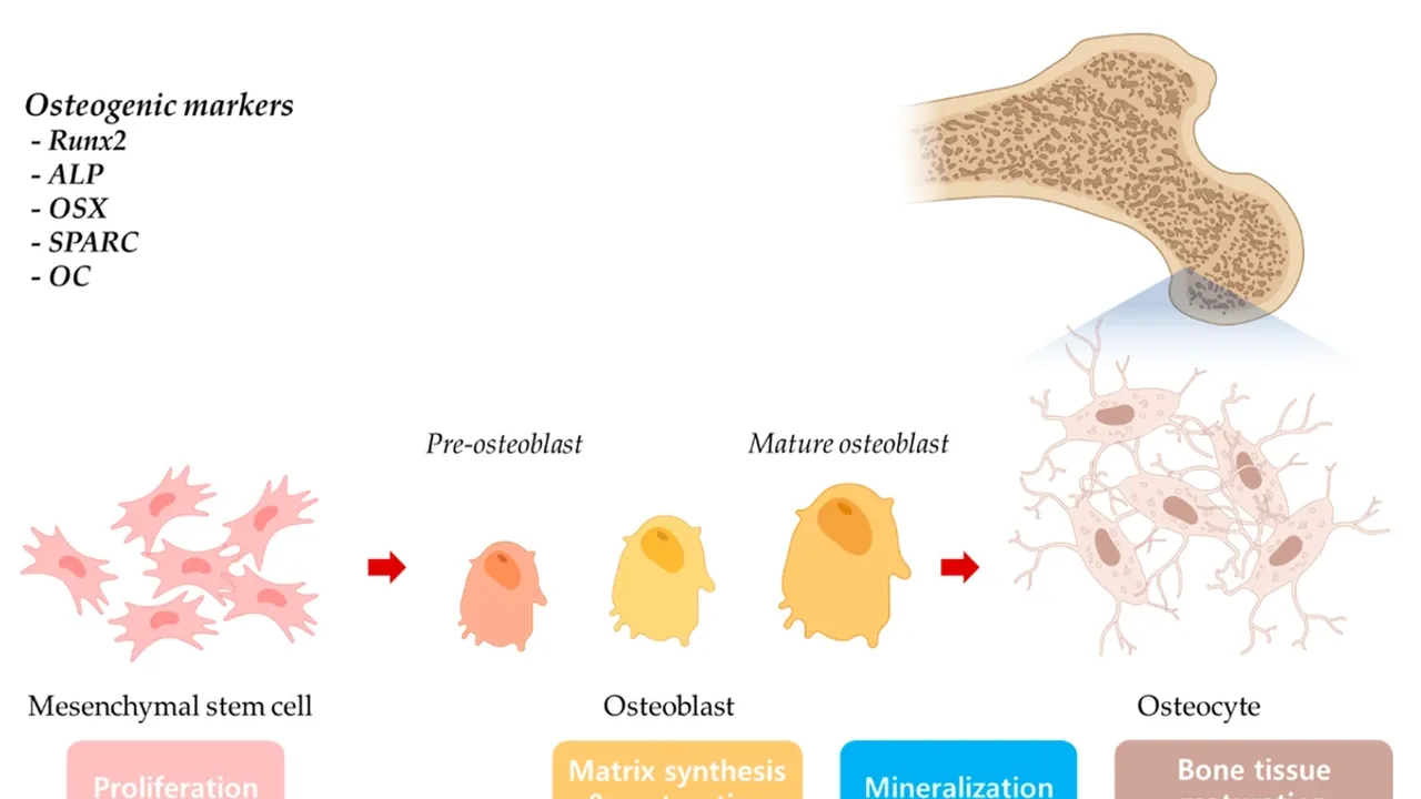 Revolutionizing Bone Regeneration The Power Of Electrical Stimulation