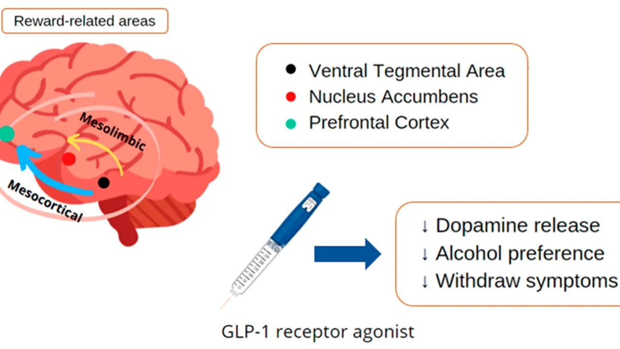 Exploring the Potential of GLP-1 Receptor Agonists in Treating Alcohol ...