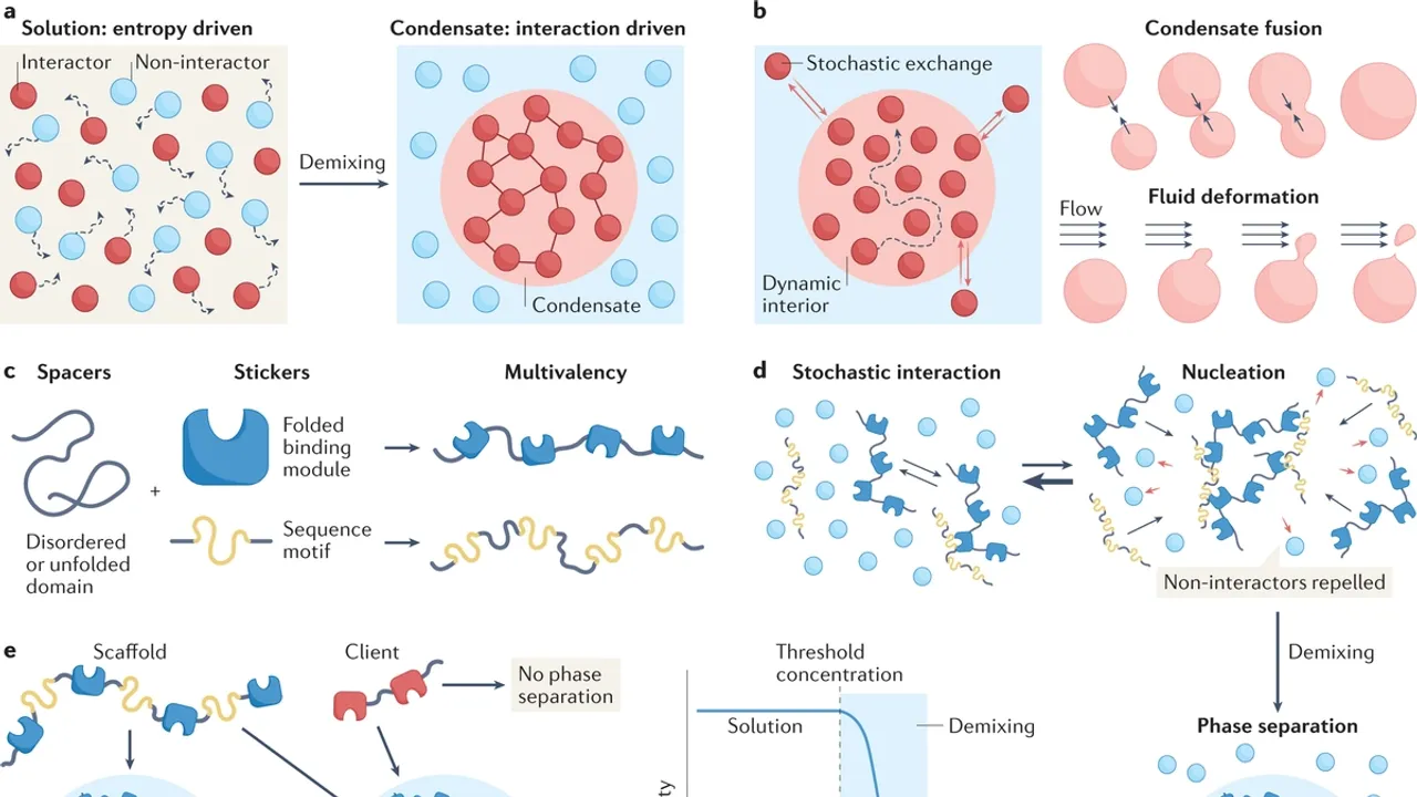 Decoding the Mysteries of Liquid-Liquid Phase Separation in Cells and ...