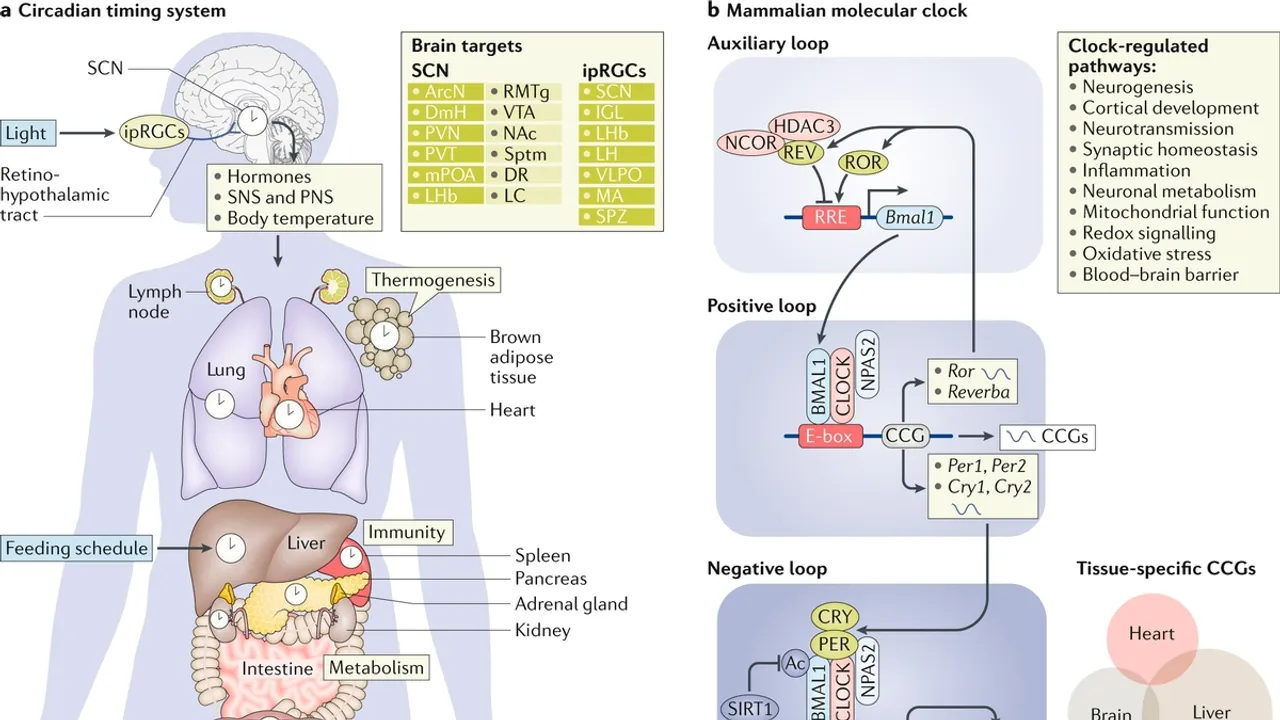 Unlocking The Mysteries Of Circadian Rhythms How Agrp Neurons Regulate Feeding Patterns