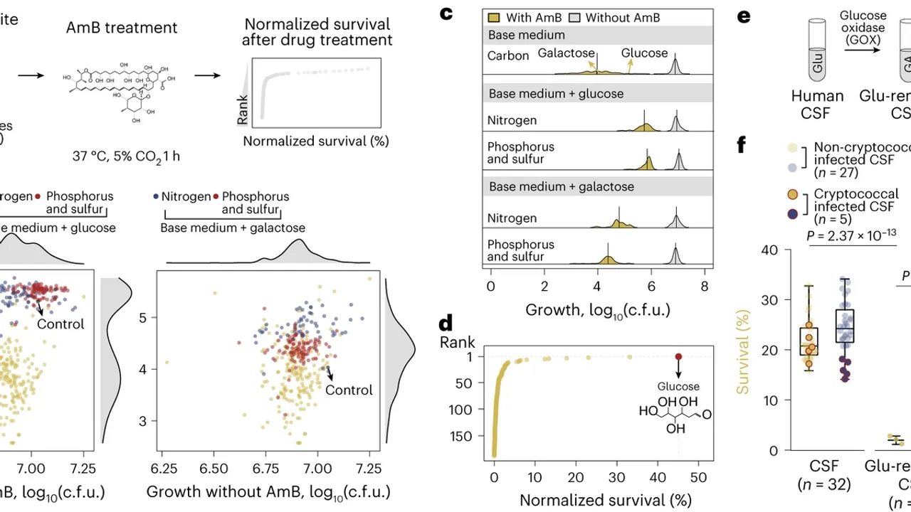 The Influence of Brain Glucose on the Efficacy of Antifungal Treatments ...