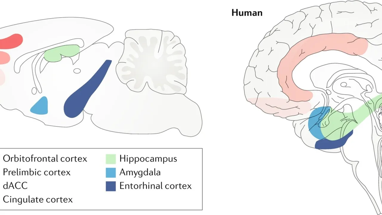Understanding Memory Consolidation at a Cellular Level: Shedding Light ...