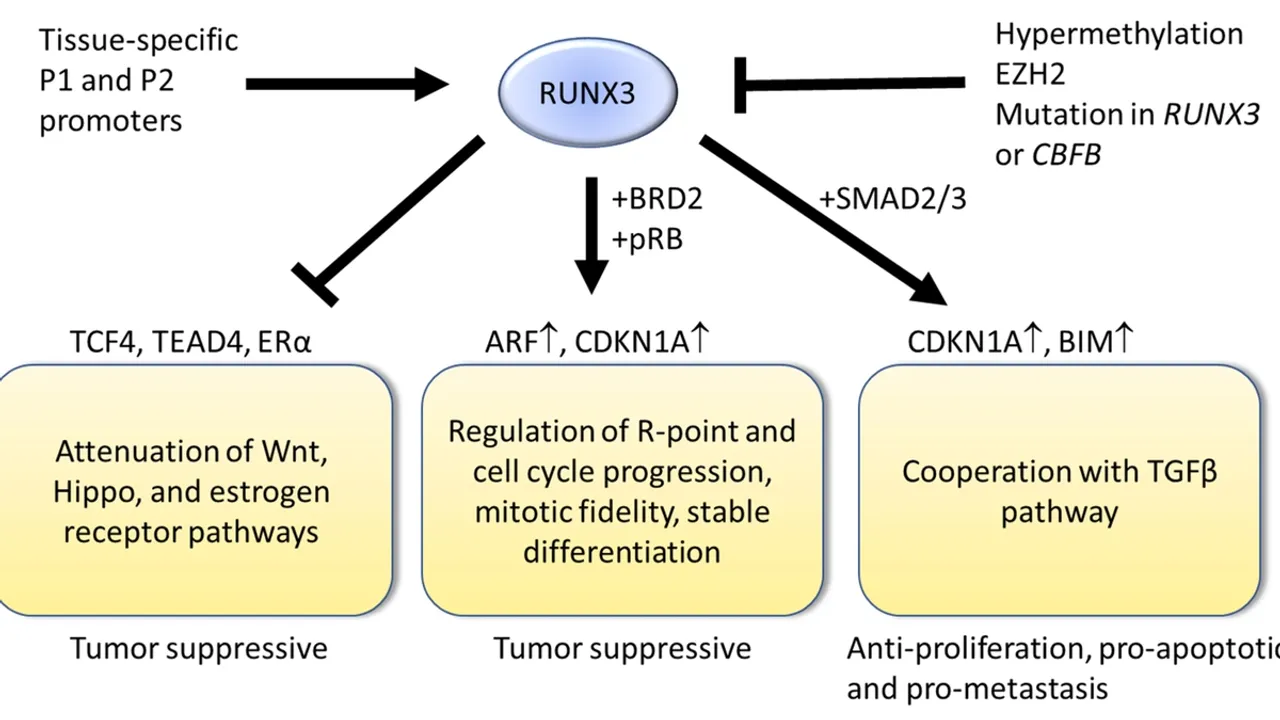 Deciphering The Role Of Runx Genes In Gastric And Colon Cancers