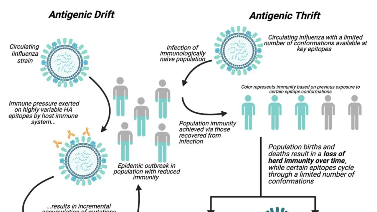 Antigenic Drift and Vaccination Strategies: The Dynamics of Influenza A ...