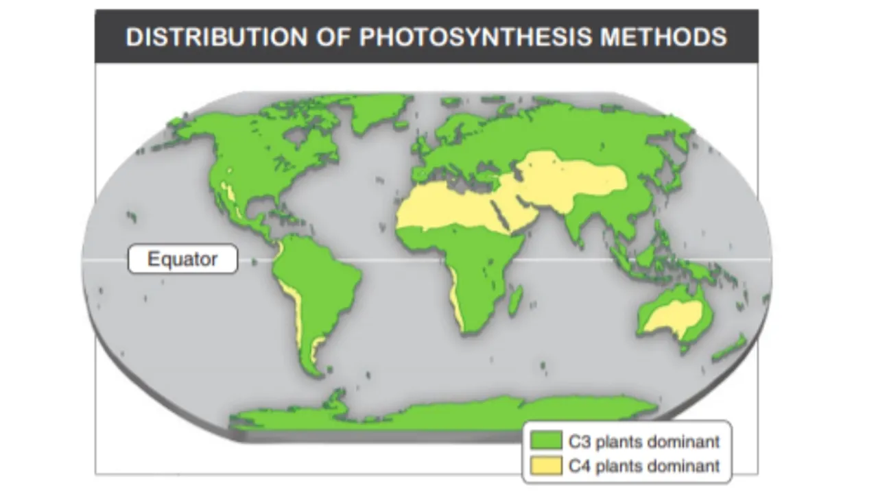 The Role of C4 Plants in Global Photosynthesis and Their Response to ...