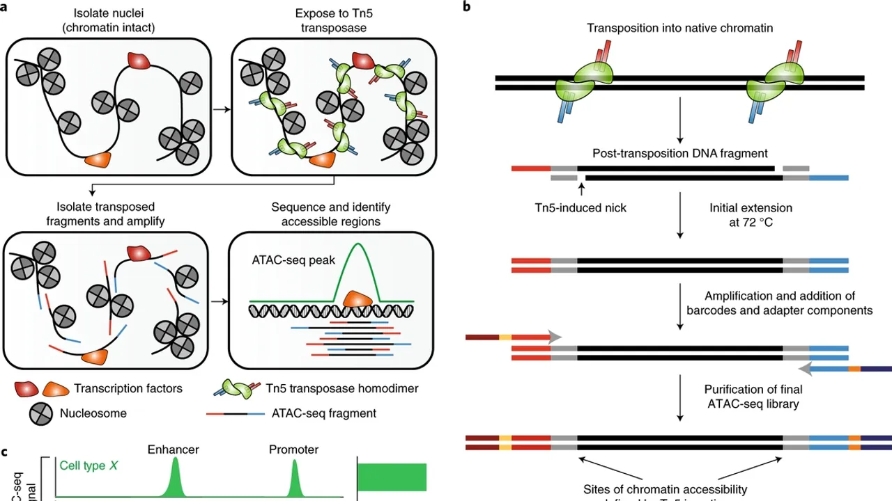 Decoding Chromatin Accessibility: The ATAC-see Method and Its Applications