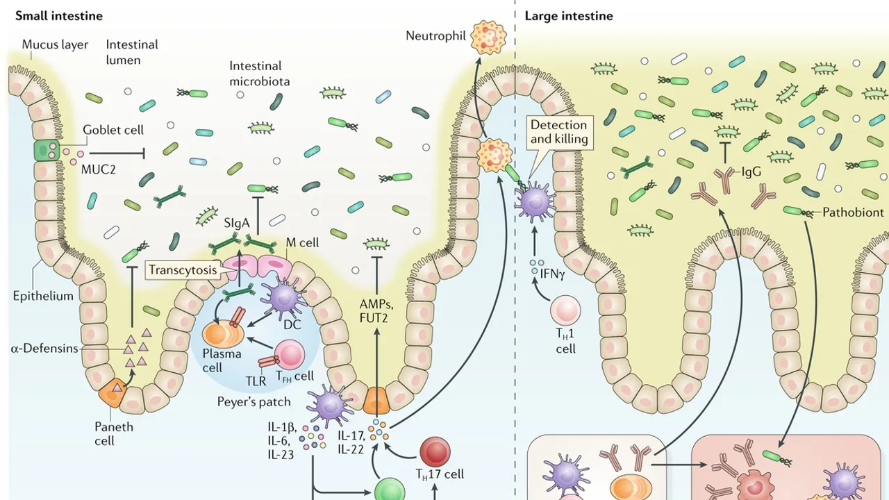Understanding the Role of Mucosal Gene-Microbe Interactions in ...