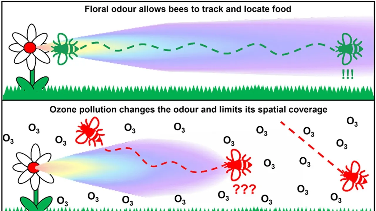 Air Pollution's Impact on Floral Pollination: A Closer Look at the ...