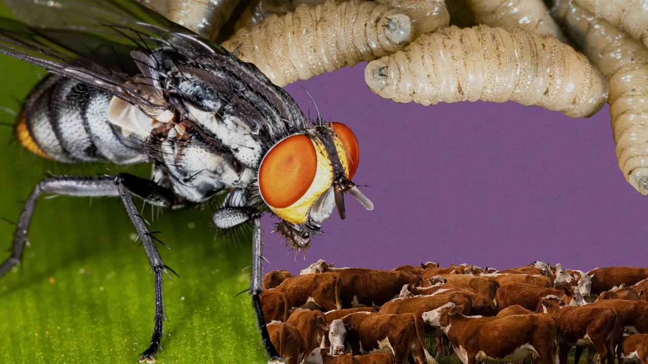 Revolutionizing Livestock Biosecurity: Using CRISPR Technology to ...