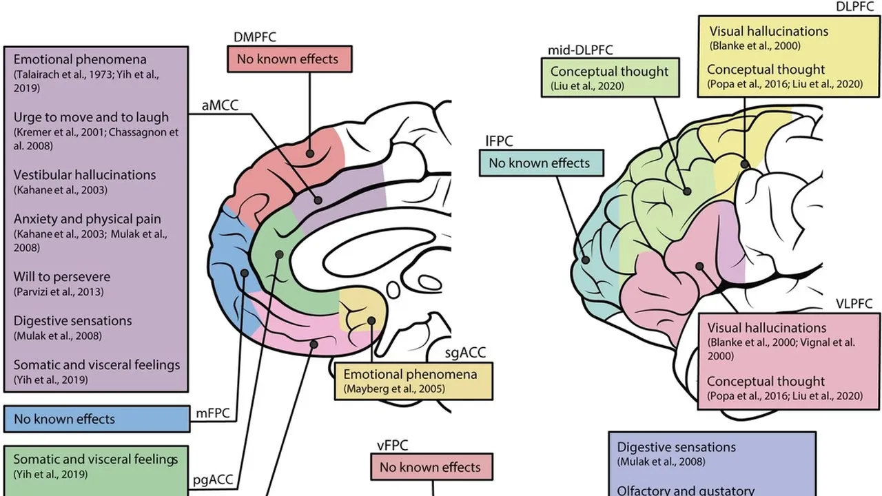 Understanding the Role of the dmPFC in Neural Mechanisms and Its ...